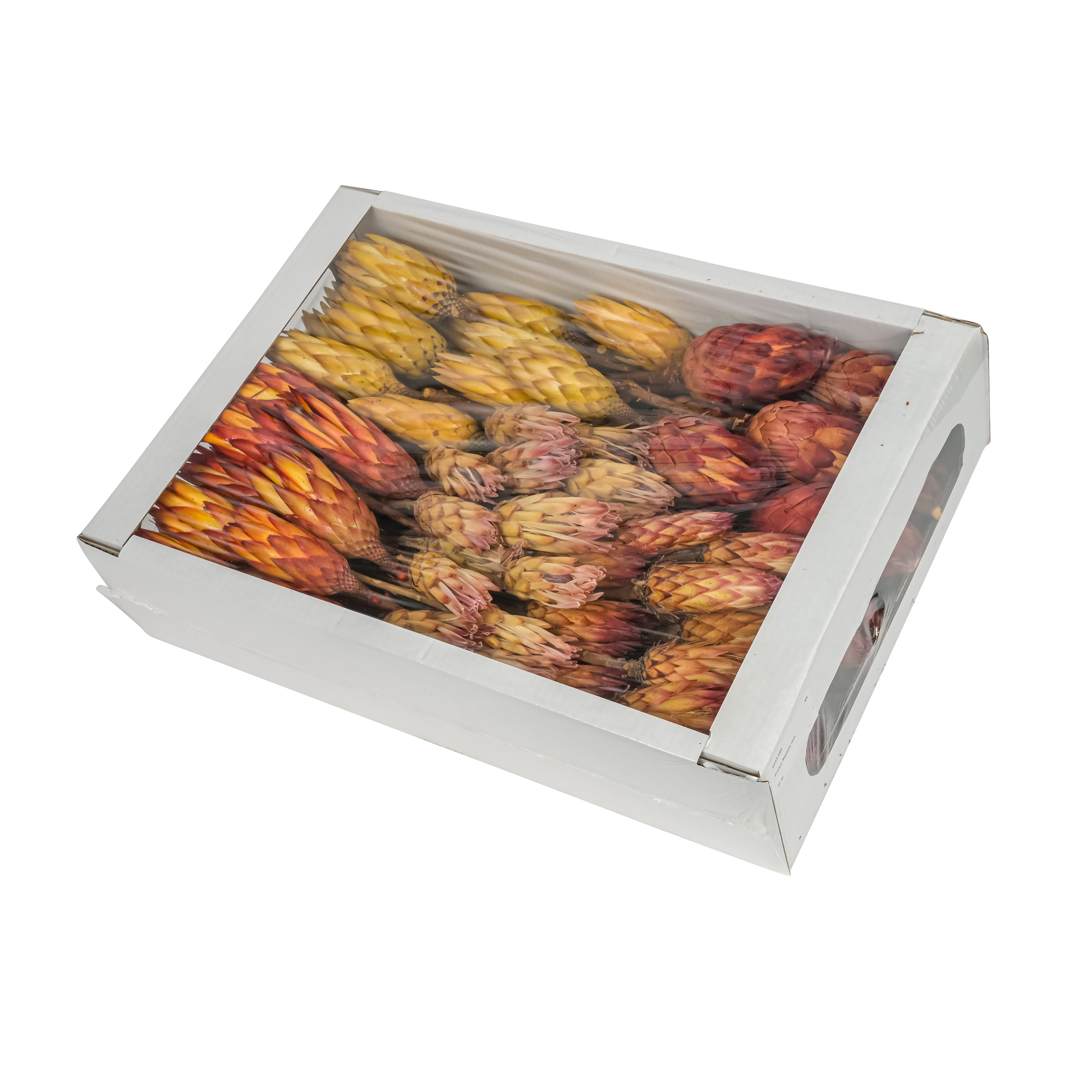 Protea Repens mix (Fensterkarton a 50 Stk.) | Exoten | Trauer ...