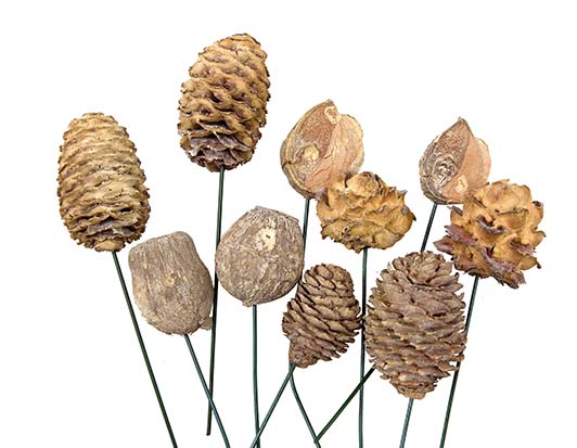 Leucodendronköpfe mix am Draht 100Stück orange frostet | Exoten ...